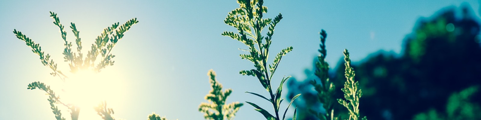 Hitte en droogte: hoe raakt het bedrijven en het werk van de OMWB? - OMWB